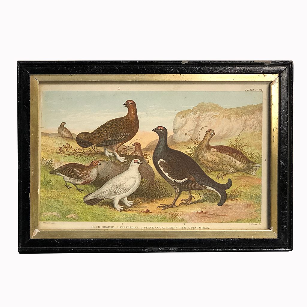 COLOUR PRINT BRITISH GAME BIRDS IN A BLACK FRAME WITH GILT SLIPS 6/i X ...